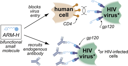 An Antibody-Recruiting Small Molecule That Targets HIV gp120,Journal of ...
