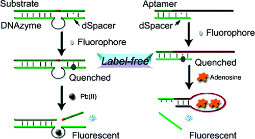 Abasic Site Containing Dnazyme And Aptamer For Label Free Fluorescent Detection Of Pb2 And