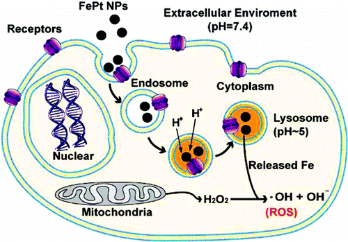 FePt Nanoparticles as an Fe Reservoir for Controlled Fe Release and ...