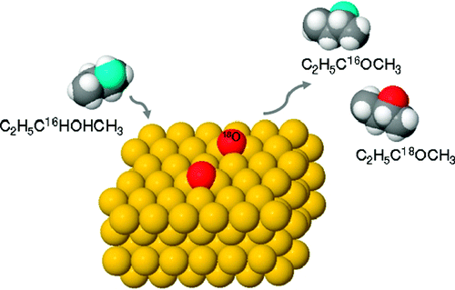 Oxygen Exchange in the Selective Oxidation of 2-Butanol on Oxygen ...