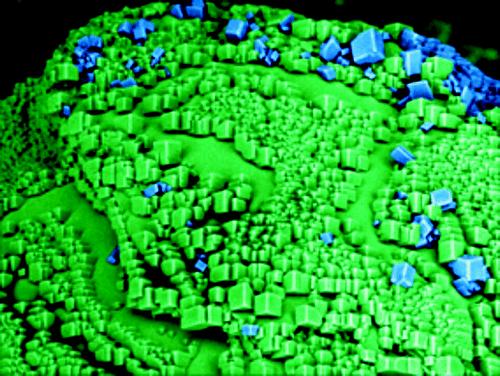 Mechanism of Calcite Co-Orientation in the Sea Urchin Tooth,Journal of ...