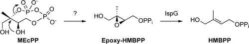 IspG Converts an Epoxide Substrate Analogue to (E)-4-Hydroxy-3 ...
