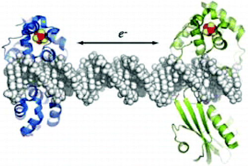 DNA-Mediated Charge Transport in Redox Sensing and Signaling,Journal of ...