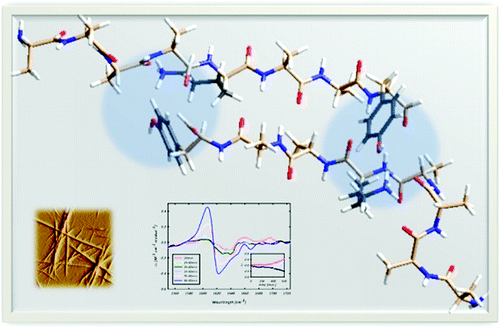 Self-Aggregation of a Polyalanine Octamer Promoted by Its C-Terminal ...