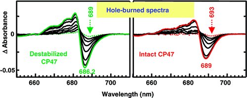 Insight into the Electronic Structure of the CP47 Antenna Protein ...