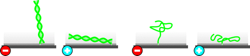 Conformations of End-Tethered DNA Molecules on Gold Surfaces ...