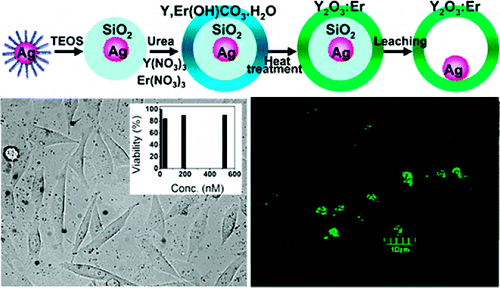 Fabrication of Ag@SiO2@Y2O3:Er Nanostructures for Bioimaging: Tuning of the Upconversion ...