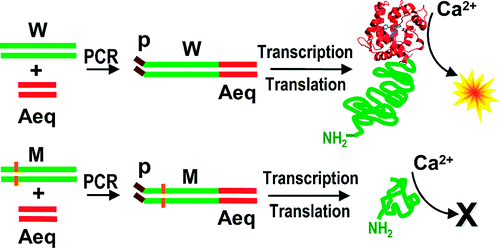 Screening for Unknown Mutations by a Bioluminescent Protein Truncation ...
