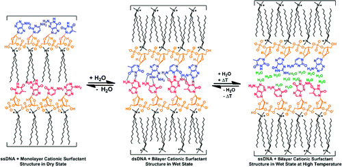 Structural Responses of DNA-DDAB Films to Varying Hydration and ...