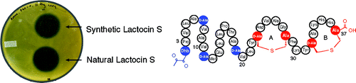 在固相上使用肽环化合成羊毛硫抗生素 Lactocin S,Journal of the American Chemical Society ...