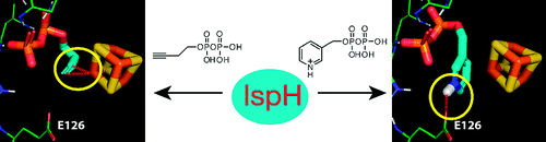 Inhibition of the Fe4S4-Cluster-Containing Protein IspH (LytB ...