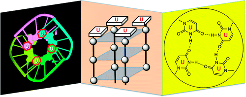 A U-Tetrad Stabilizes Human Telomeric RNA G-Quadruplex Structure ...