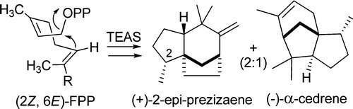 Bisabolyl-Derived Sesquiterpenes from Tobacco 5-Epi-aristolochene ...