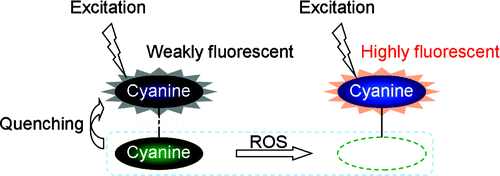 Development and Application of a Near-Infrared Fluorescence Probe for Oxidative Stress Based on ...