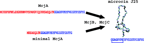 Much of the Microcin J25 Leader Peptide is Dispensable,Journal of the ...