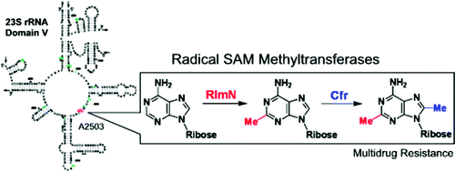 RlmN and Cfr are Radical SAM Enzymes Involved in Methylation of ...