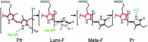 作为分子机器的光敏色素：通过魔角旋转核磁共振光谱揭示 Pfr → Pr 光转换过程中的生色团作用,Journal of the ...