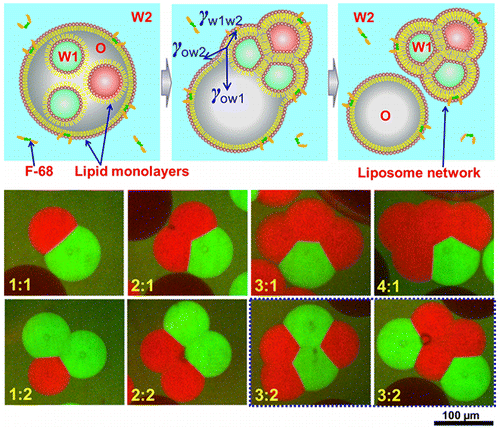 Monodisperse Uni- and Multicompartment Liposomes,Journal of the ...