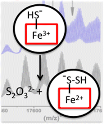 Hydrogen Sulfide Oxidation by Myoglobin,Journal of the American ...