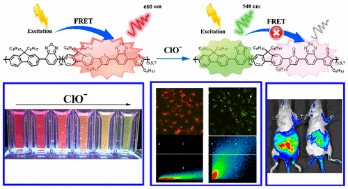 Photostable Ratiometric Pdot Probe for in Vitro and in Vivo Imaging of ...