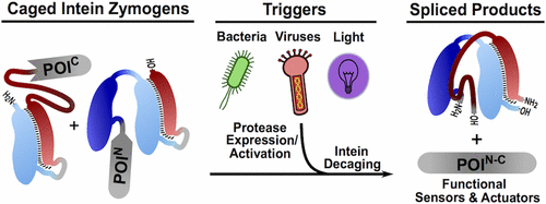 Intein Zymogens: Conditional Assembly and Splicing of Split Inteins via ...