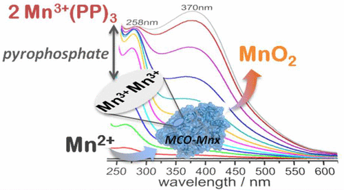 多铜氧化酶复合物 Mnx 氧化 Mn(II)：协调的两阶段 Mn(II)/(III) 和 Mn(III)/(IV) 机制,Journal of ...