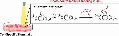 Temporal Labeling of Nascent RNA Using Photoclick Chemistry in Live ...