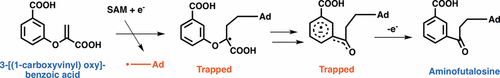 Aminofutalosine Synthase: Evidence for Captodative and Aryl Radical ...