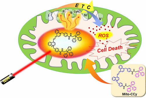 A Mitochondria-Targeted Cryptocyanine-Based Photothermogenic Photosensitizer,Journal of the ...
