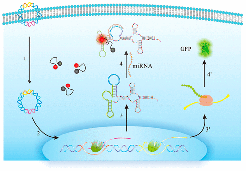 Genetically Encoded Fluorescent RNA Sensor for Ratiometric Imaging of ...