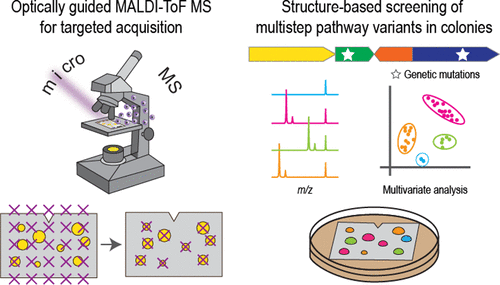 通过光导 MALDI MS 对微生物菌落进行多步酶促反应的高通量工程分析,Journal of the American Chemical ...