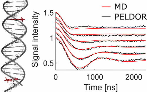 Resolving the Conformational Dynamics of DNA with Ångstrom Resolution ...