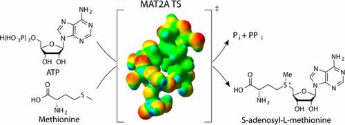 “Transition-State Structure for Human MAT2A from Isotope Effects ...