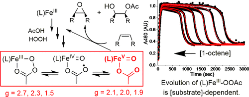 使用 H2O2 和 AcOH 通过仿生非血红素铁催化剂平衡烃氧化中的 (L)FeIII–OOAc 和 (L)FeV(O) 物质,Journal ...