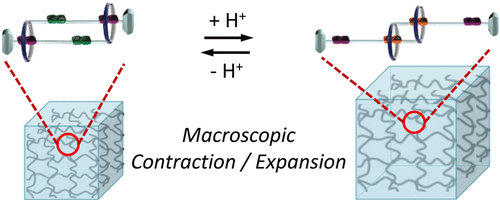 Bistable [c2] Daisy Chain Rotaxanes as Reversible Muscle-like Actuators ...