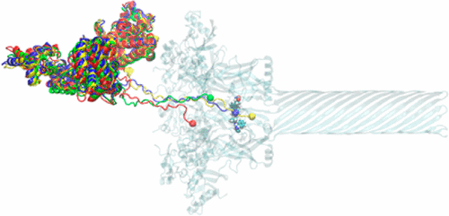 The Impact of Protonation on Early Translocation of Anthrax Lethal ...