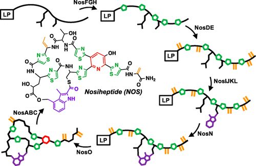 The Radical S-Adenosylmethionine Methylase NosN Catalyzes both C1 ...