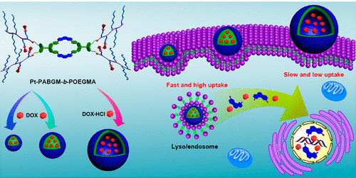 包含荧光自组装金属环的独特聚合物的抗肿瘤活性,Journal of the American Chemical Society - X-MOL