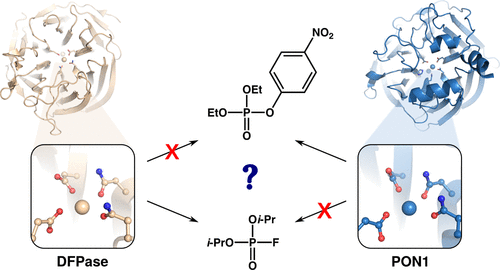 相似的活性位点和机制不会导致有机磷酸盐水解中的交叉混杂：对生物治疗工程的影响,Journal of the American Chemical ...