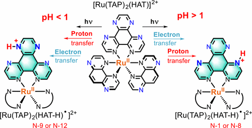 Photo-CIDNP Reveals Different Protonation Sites Depending on the ...