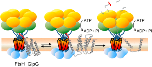 Folding-Degradation Relationship of a Membrane Protein Mediated by the ...