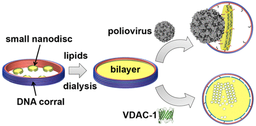 DNA-Corralled Nanodiscs for the Structural and Functional ...
