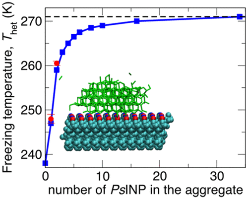 How Do Size and Aggregation of Ice-binding Proteins Control their Ice ...