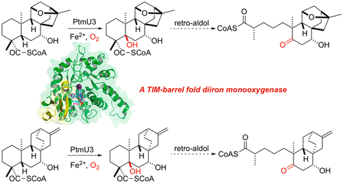 Characterization and Crystal Structure of a Nonheme Diiron ...