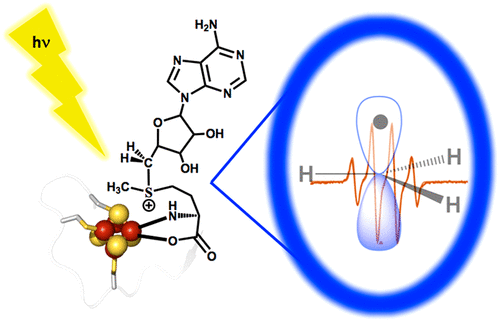 Photoinduced Electron Transfer in a Radical SAM Enzyme Generates an S ...