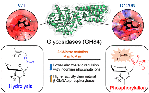 A Single Point Mutation Converts GH84 O-GlcNAc Hydrolases into ...