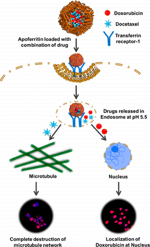 Apoferritin Nanocage Delivers Combination of Microtubule and Nucleus ...