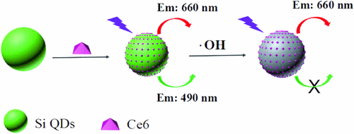 比例荧光硅量子点– Ce6复合探针，用于高活性氧物种的活细胞成像,ACS Applied Materials & Interfaces - X-MOL