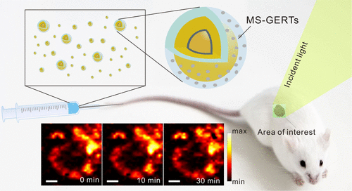 超光稳定的介孔二氧化硅涂层间隙增强拉曼标签（GERT），用于高速生物成像,ACS Applied Materials & Interfaces ...