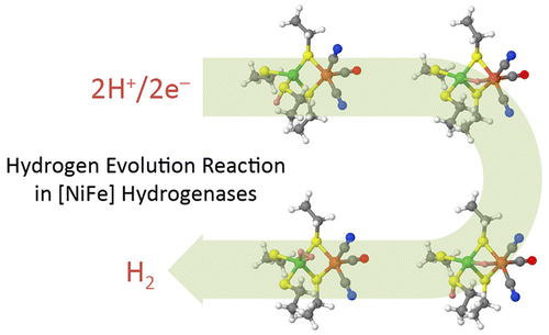 Unraveling the Role of Ligands in the Hydrogen Evolution Mechanism ...